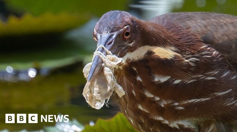 Plastic pollution: Birds all over the world are living in our rubbish